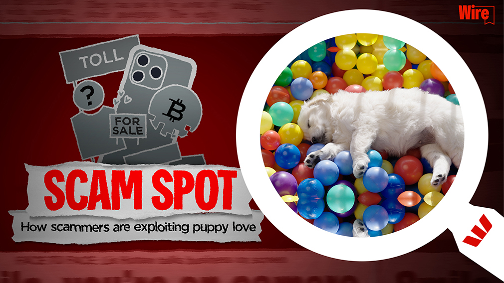 SCAM SPOT: How scammers are exploiting puppy love | Westpac